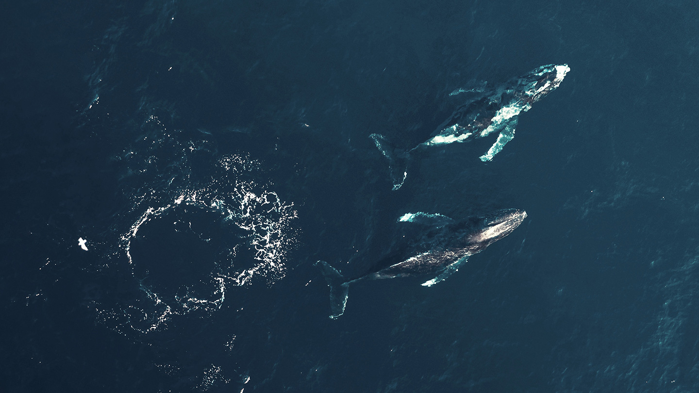 The revolution begins beneath the surface | ABB Marine & Ports