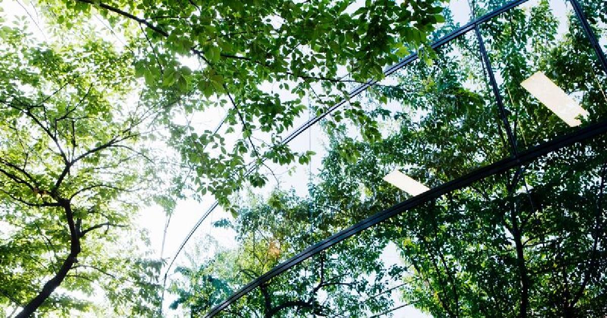 Structure of wood fibers | Measurement of fiber properties - Pulp ...